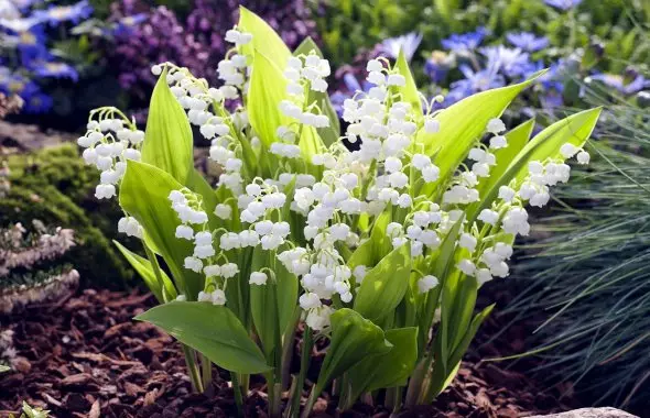 Awọn Flowerbeds ni orilẹ-ede + awọn fọto ati awọn igbero 3603_13