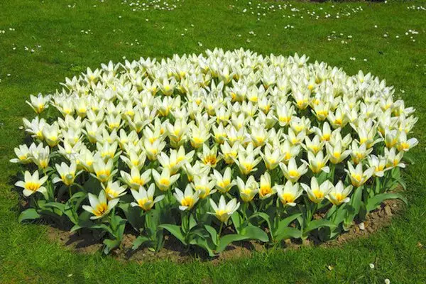 Awọn Flowerbeds ni orilẹ-ede + awọn fọto ati awọn igbero 3603_24