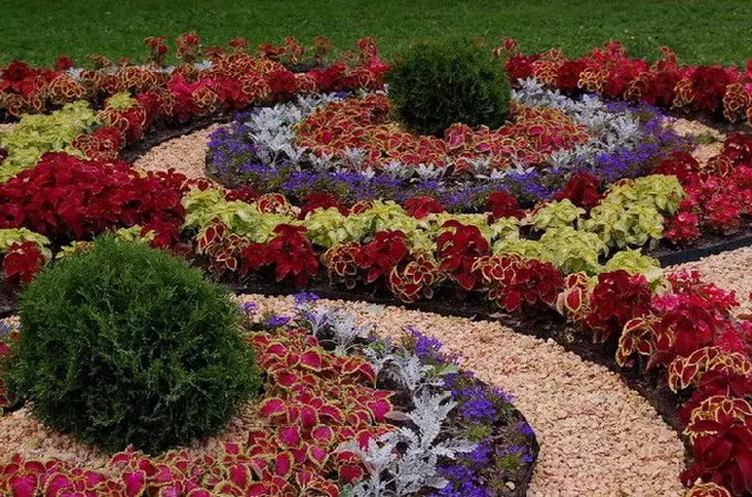 Flowerbeds ในประเทศ + ภาพถ่ายและรูปแบบ 3603_31