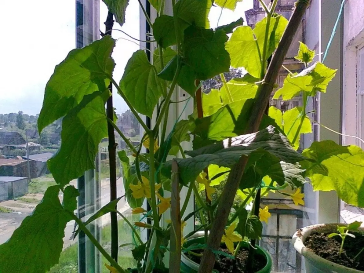 Crecendo pepinos no balcón 3875_1