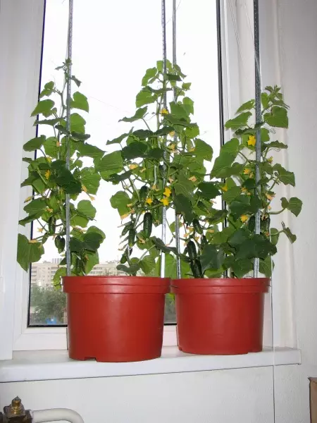 Tumbuh tumbuh di balkoni 3875_14