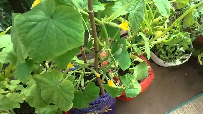 Crecendo pepinos no balcón 3875_16