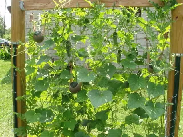 Växande gurkor på balkongen 3875_17