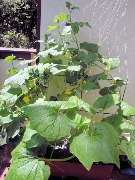 Growing gurķi uz balkona 3875_18
