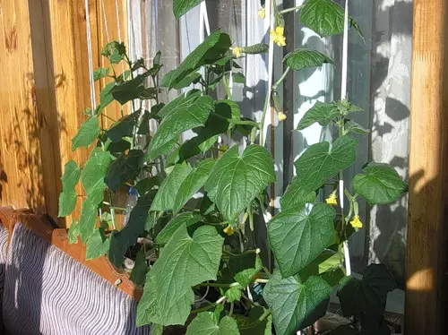 Tumbuh tumbuh di balkoni 3875_2