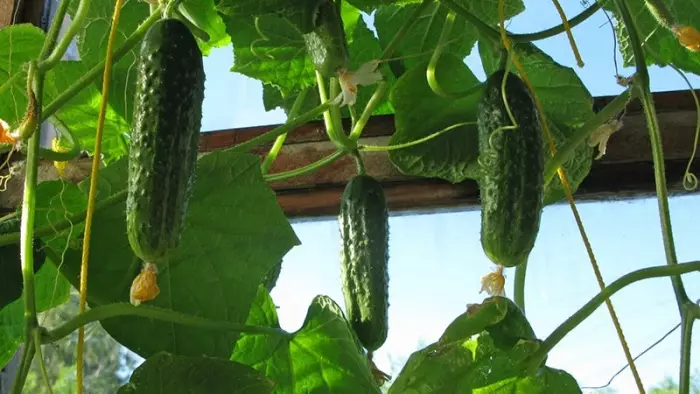 Groeiende komkommers op it balkon 3875_22