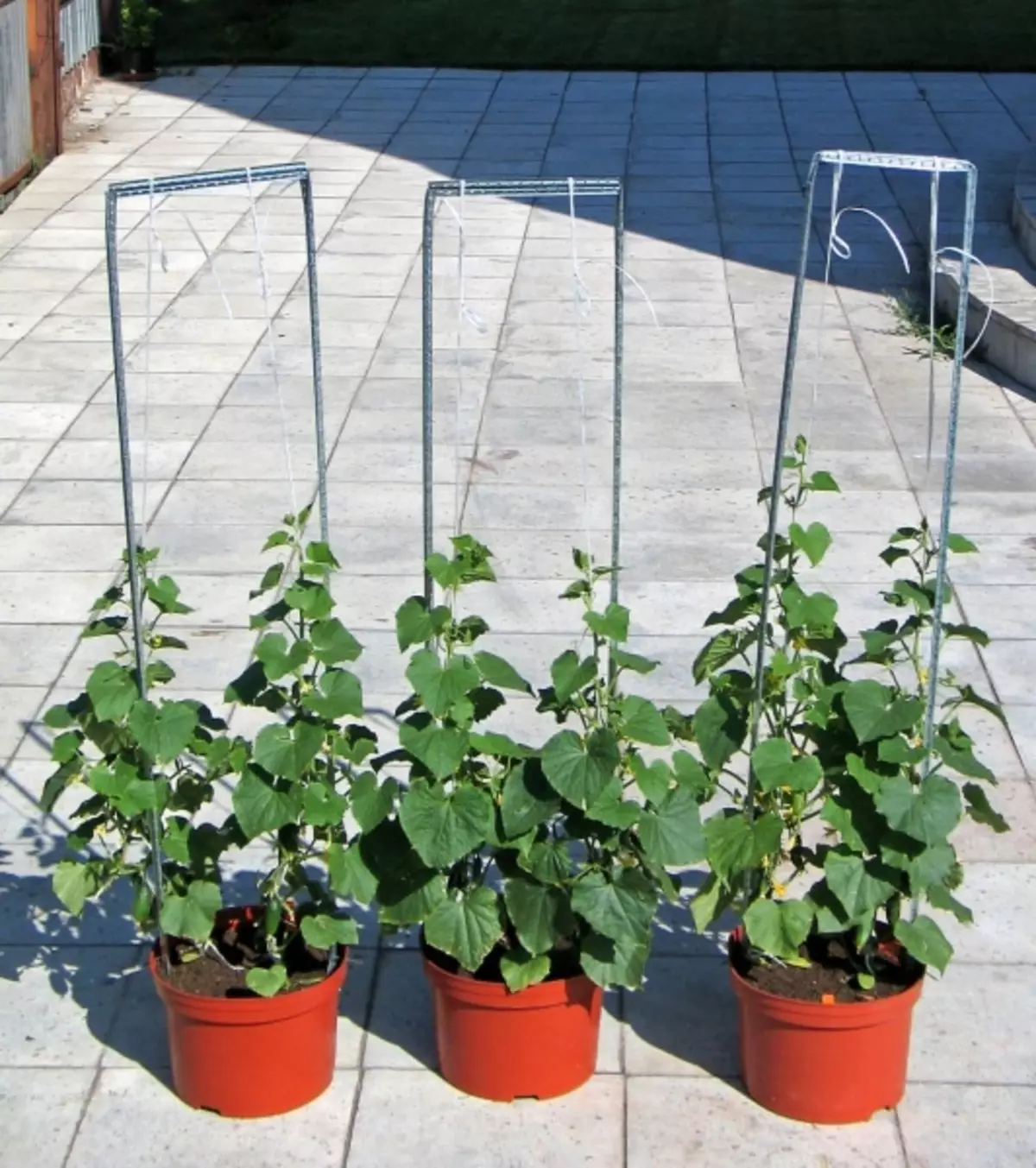 Crecendo pepinos no balcón 3875_9