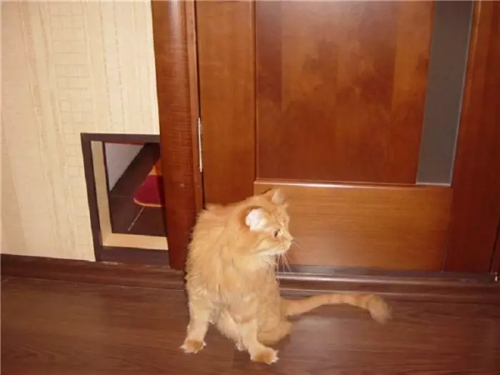 Pintu untuk kucing di pintu 3918_2