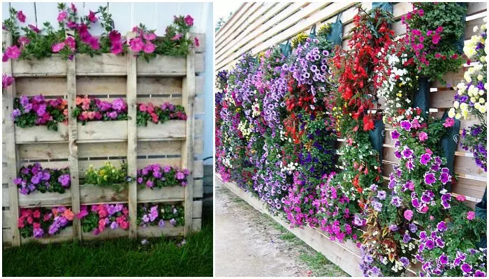 Bellissimi aiuole e fiori di fiori nel paese con le loro mani + foto e video 509_15