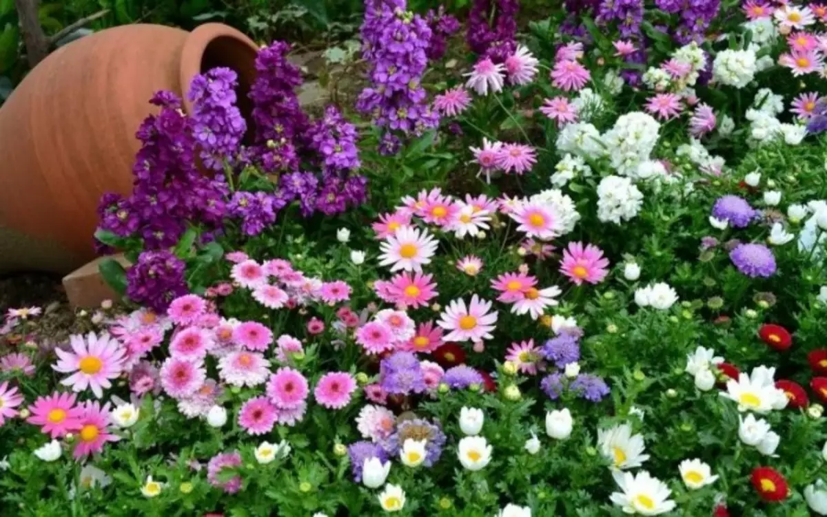 Vakre blomsterbed og blomsterbed i landet med egne hender + foto og video 509_24