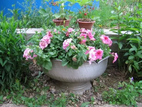 أسرة الزهور الجميلة وأسرة الزهور في البلاد بأيدها + الصورة والفيديو 509_28