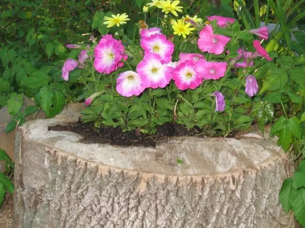 Bellissimi aiuole e fiori di fiori nel paese con le loro mani + foto e video 509_32