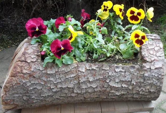Bellissimi aiuole e fiori di fiori nel paese con le loro mani + foto e video 509_33