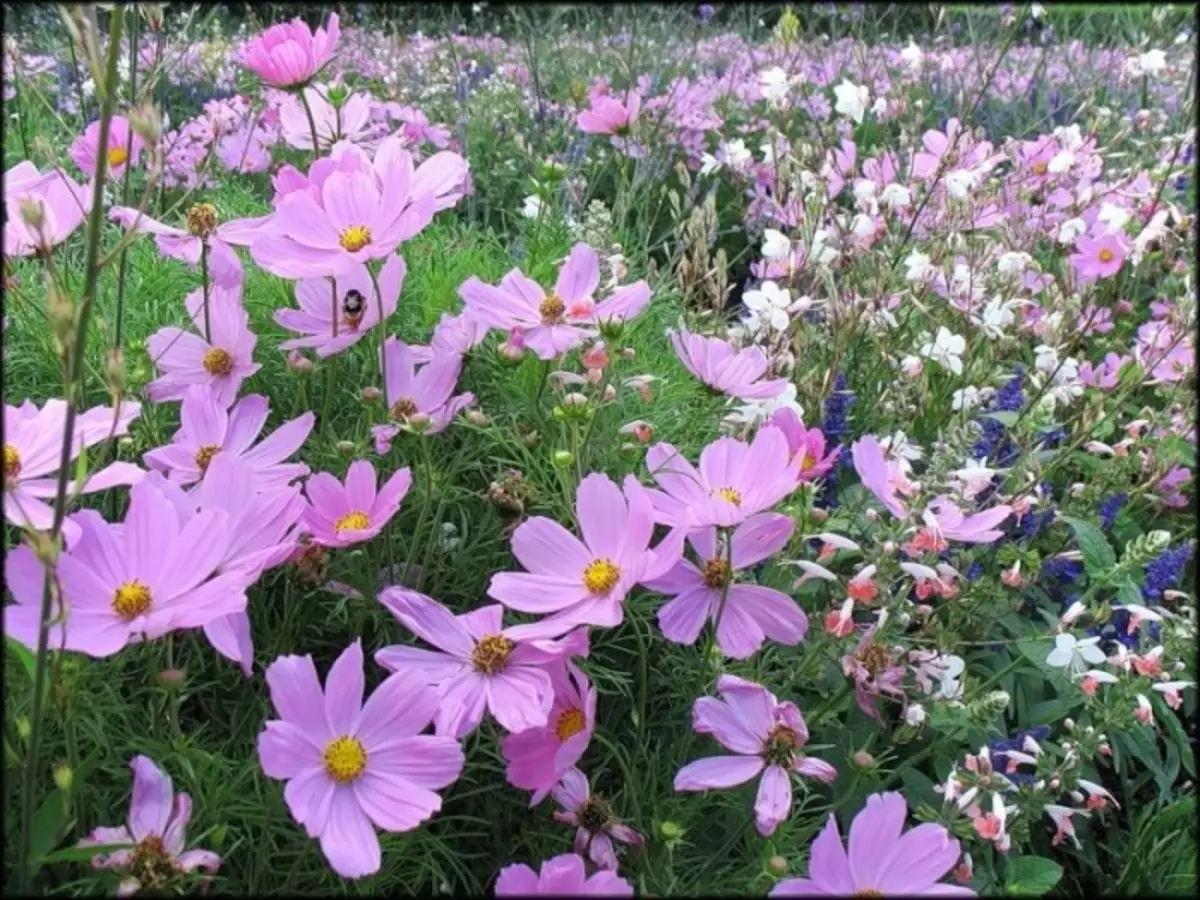 Schöne Blumenbeete und Blumenbeete im Land mit ihren eigenen Händen + Foto und Video 509_59