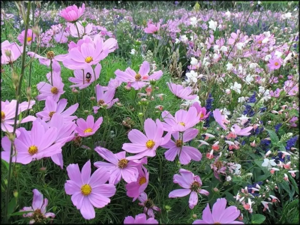 Vakre blomsterbed og blomsterbed i landet med egne hender + foto og video 509_59