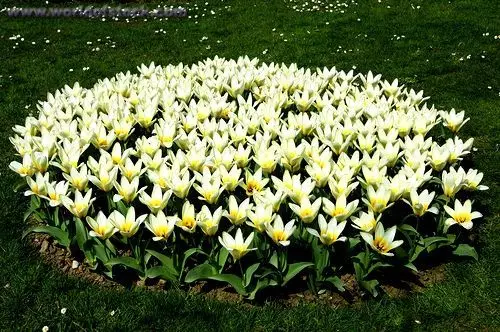 Bellissimi aiuole e fiori di fiori nel paese con le loro mani + foto e video 509_9