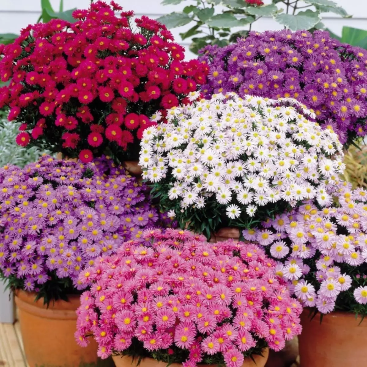 Bordon Flowers Perennial + Photo et nom 512_8