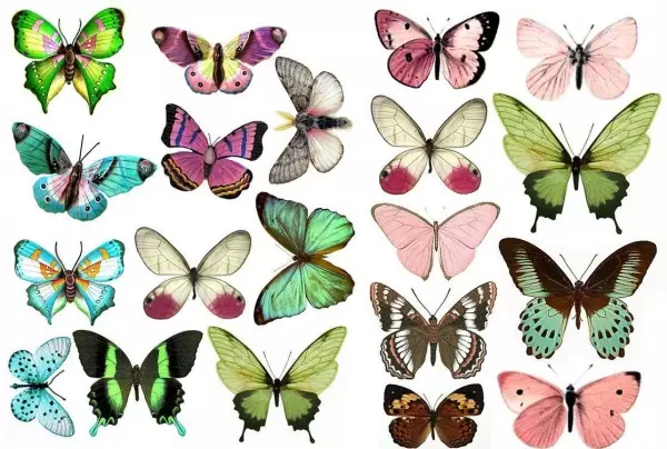 Papir sommerfugler på veggen: Stencils, Maler, Master Class 5518_6