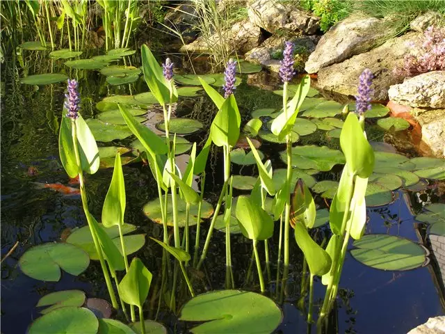 Rastline za ribnika + fotografijo in nazive 555_2