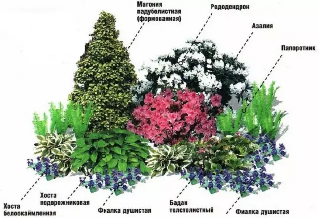 گیاهان Teleenubiovi 556_18