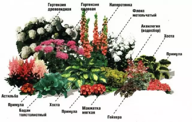 گیاهان Teleenubiovi 556_20