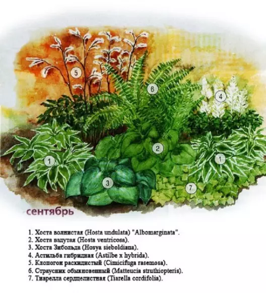 گیاهان Teleenubiovi 556_32