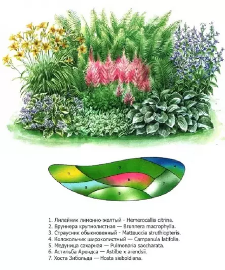 گیاهان Teleenubiovi 556_6
