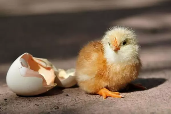 Jak przynieść kurczaki w inkubatorze 561_1
