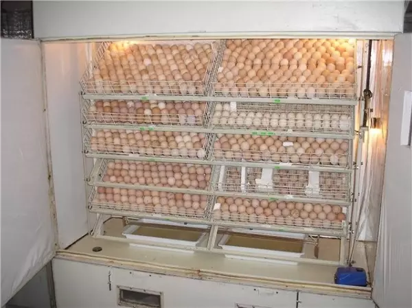 Як вивести курчат в інкубаторі 561_6