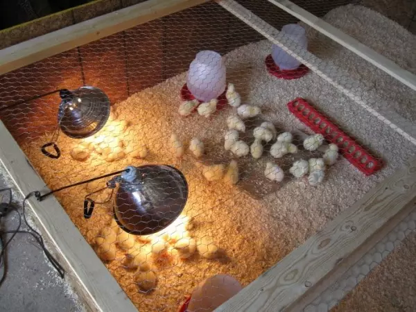 Jak przynieść kurczaki w inkubatorze 561_9