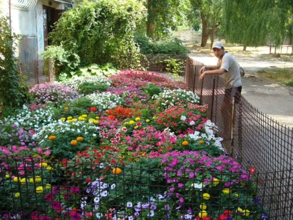 Blomsterbed på gården af ​​et privat hus + billede 5952_14