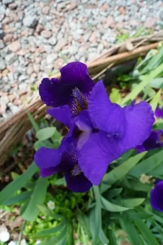 Buhay na halamang-bakod mula sa Iris gawin ito sa iyong sarili 6066_2