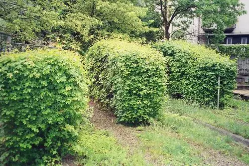 Hedge of hawthorn