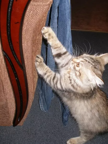 Comment sevrer un chat à baiser du papier peint et des meubles 6348_8