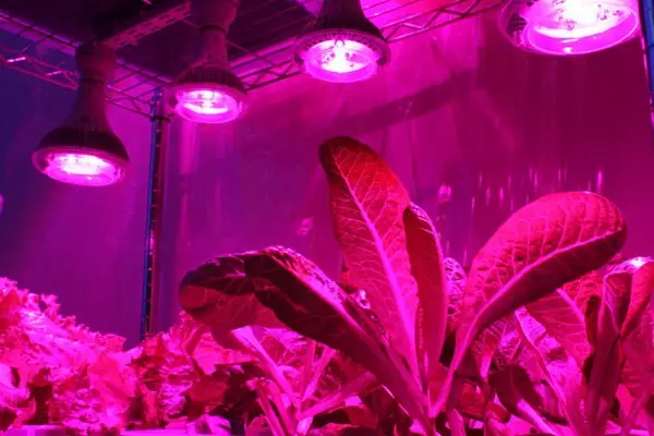 LED Welling Ga Greenhouses 6894_10