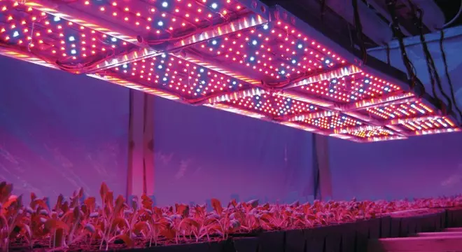LED-belysning för växthus 6894_9